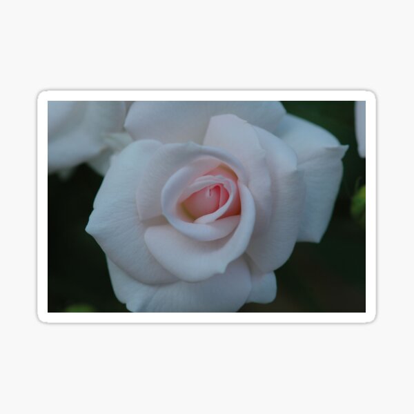 "Shell Pink Rose" Sticker for Sale by Nerone | Redbubble