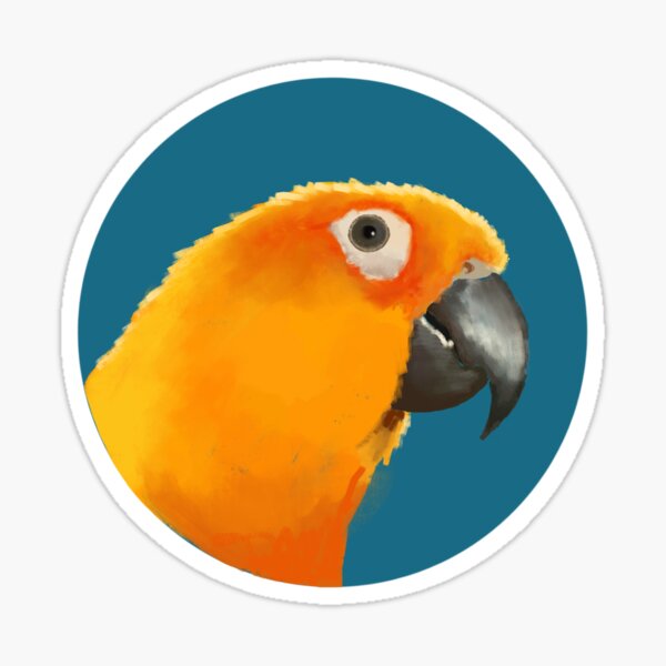 "Sun Conure" Sticker by KCGillies | Redbubble