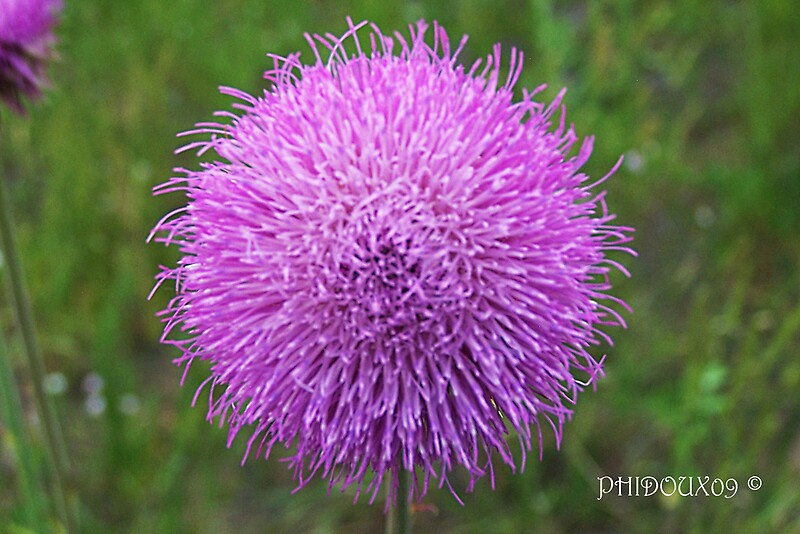 "purple puff flower" by phidoux | Redbubble