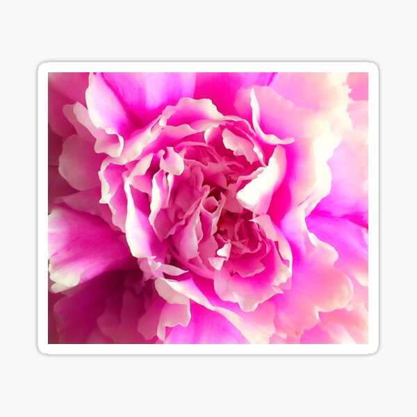 "Pink Peony " Sticker for Sale by KesiaHosking | Redbubble