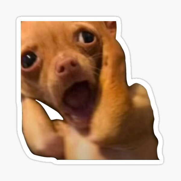 Scared Dog Memes