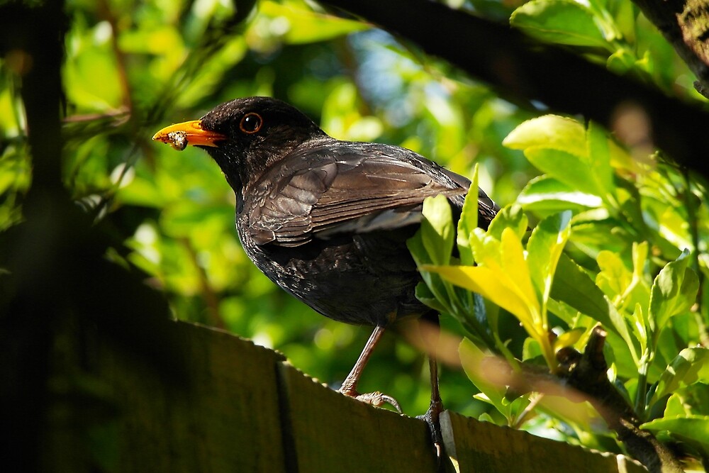 "The Early Bird" by Fay Freshwater | Redbubble