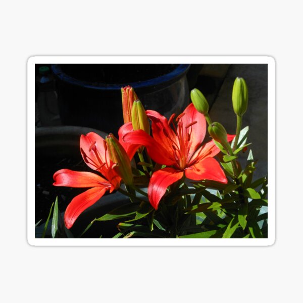 "Radiant Red Lilies" Sticker by BlueMidnight | Redbubble