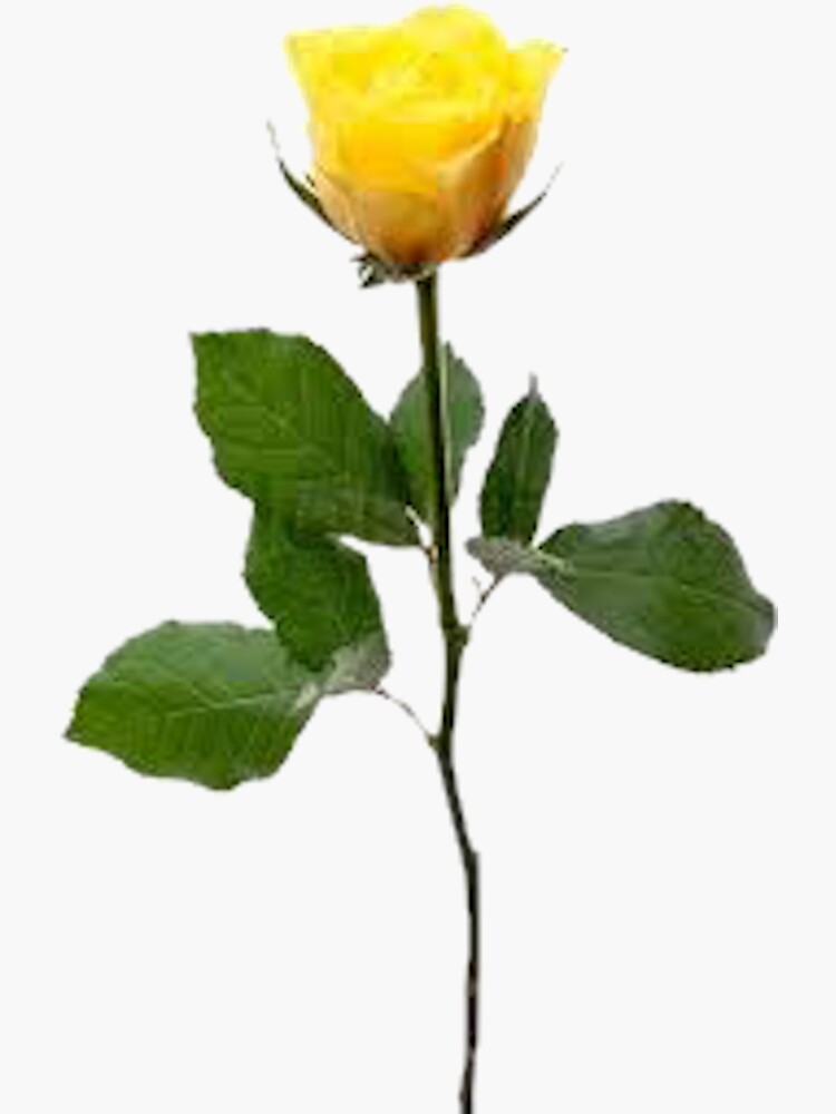 "Singular Yellow Rose - BStack" Sticker for Sale by brennanmorgan ...