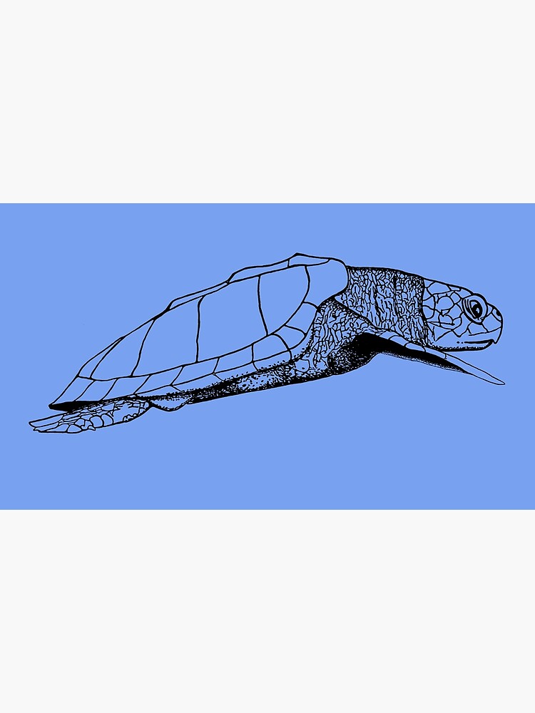 "Kemp's Ridley - Side view" Poster by engrpat22 | Redbubble