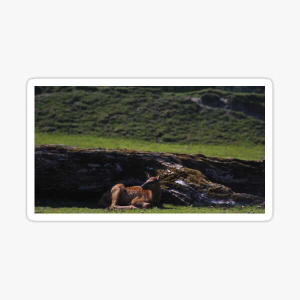 "Resting Fawn" Sticker for Sale by ryanmsorel | Redbubble