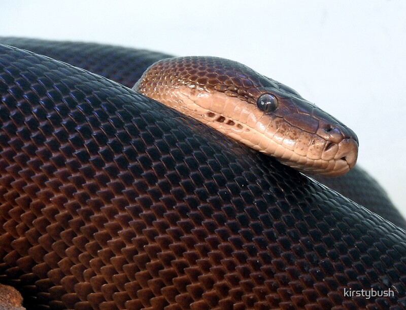 "Olive Python" by kirstybush | Redbubble