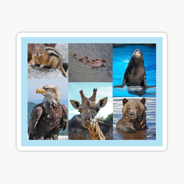 "Animal Collage" Sticker by tobeforth | Redbubble