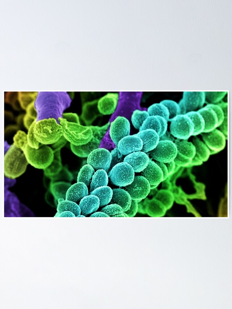 "Streptococcus Bacteria" Poster by BritishYank | Redbubble