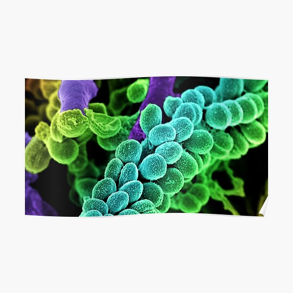 "Streptococcus Bacteria" Poster by BritishYank | Redbubble