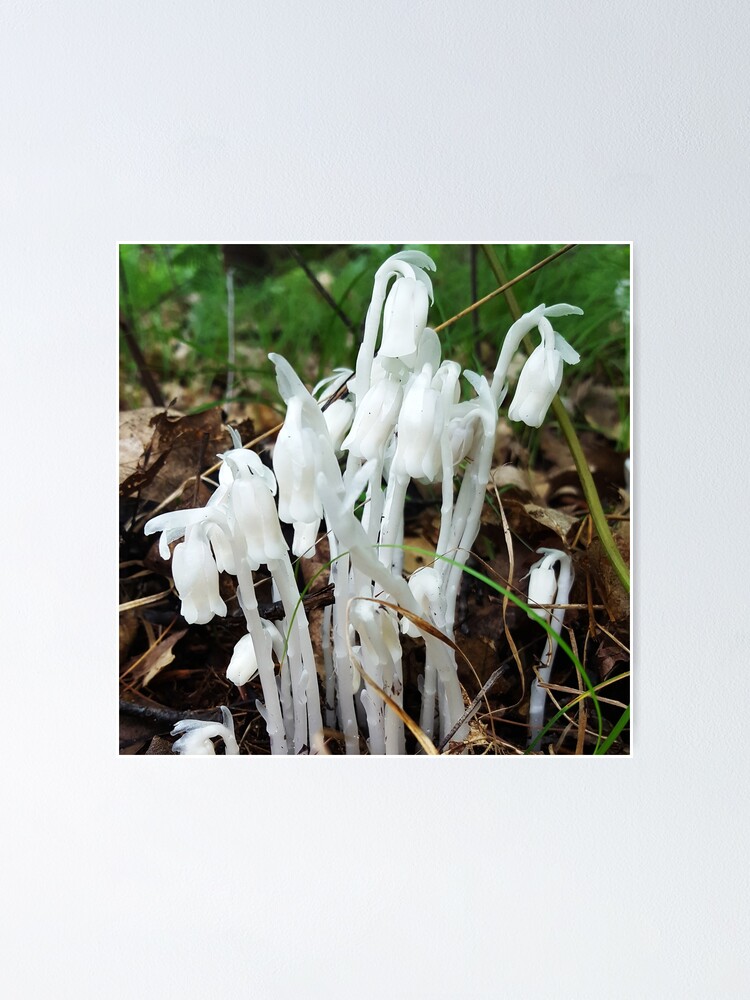 "Indian Pipes" Poster for Sale by JoeViturbo | Redbubble