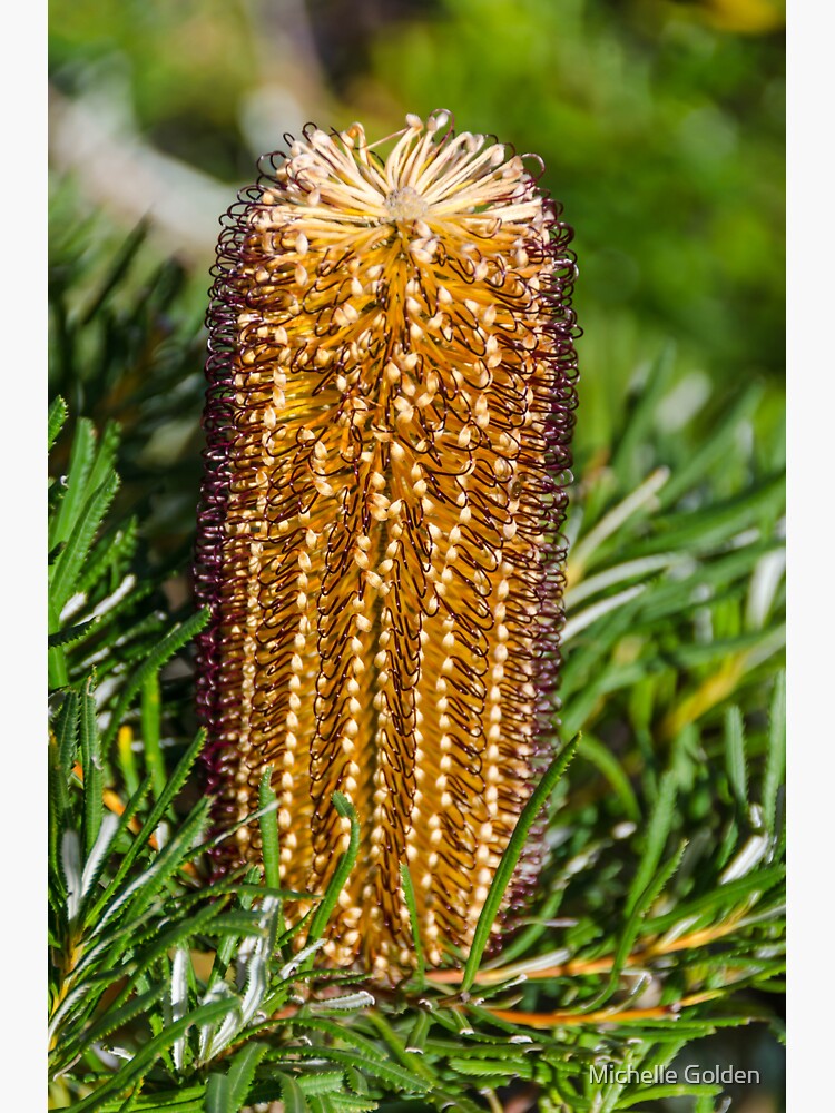 "Banksia" Sticker by houseofgolden | Redbubble