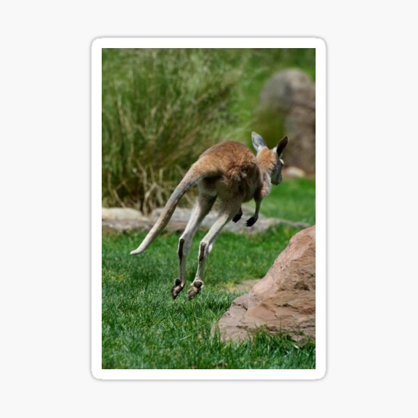 "Joey On The Run" Sticker by GP1746 | Redbubble