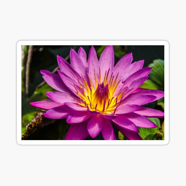 "Water Lily" Sticker for Sale by houseofgolden | Redbubble