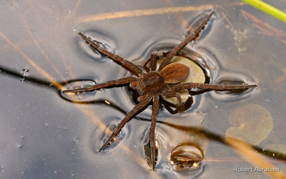 "Great Raft Spider" by Robert Abraham | Redbubble