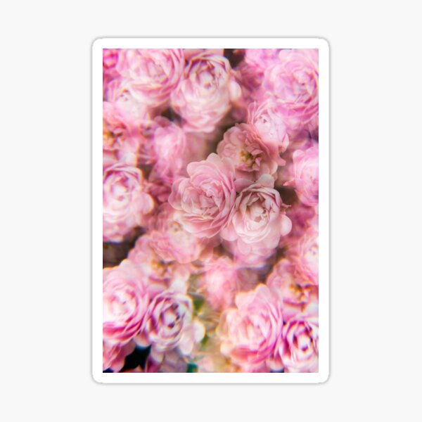 "Pale pink rose bush photographed through a prism filter" Sticker for ...