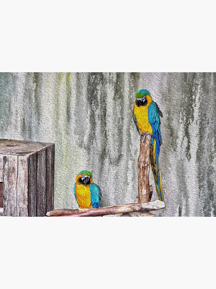 "2 Parrots Drawing" Sticker for Sale by robspencer | Redbubble