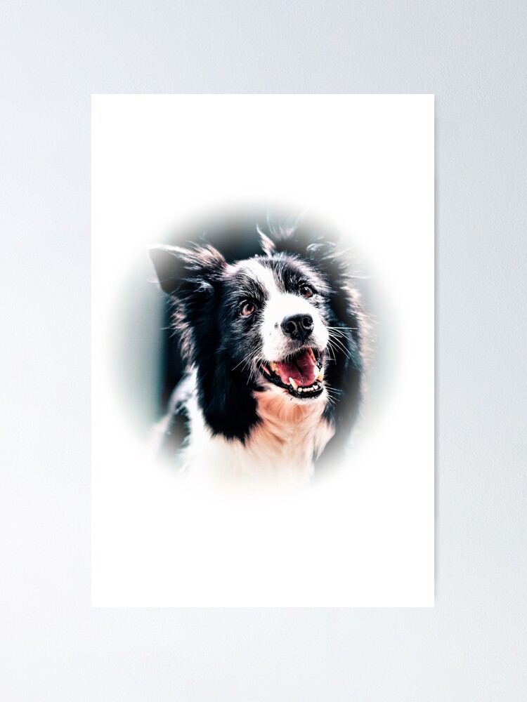 "Border Collie Face" Poster by robspencer | Redbubble