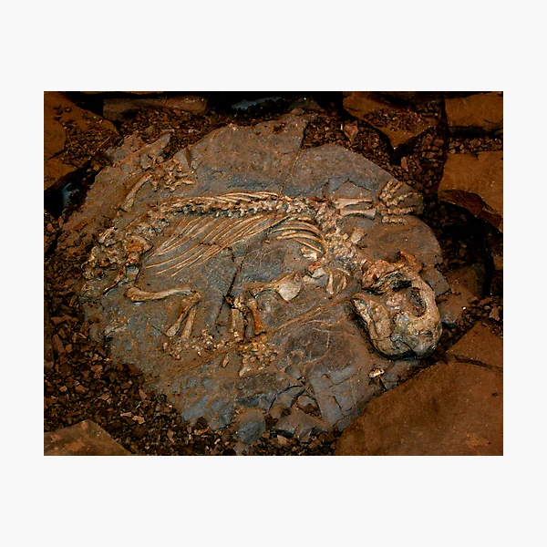 Diictodon Fossil Shop | emergencydentistry.com