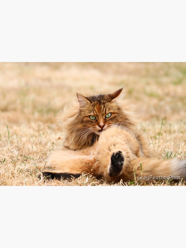 "What are you staring at?" Sticker for Sale by GreyFeatherPhot | Redbubble