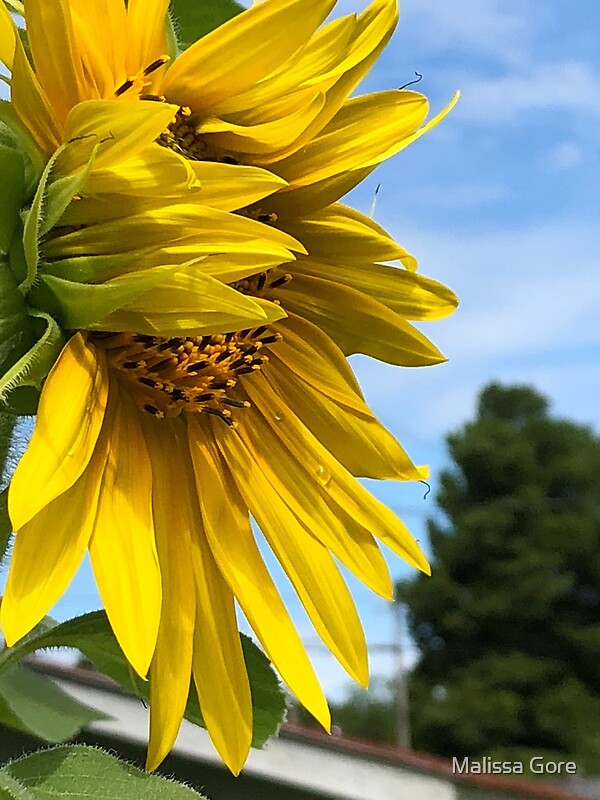 "Folded Sunflower" by Malissa Gore | Redbubble