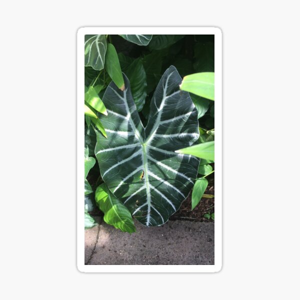 "Leaf" Sticker for Sale by Luna-13 | Redbubble