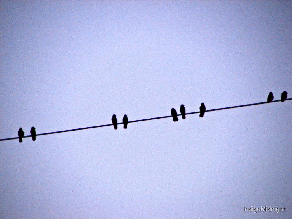 "Birds on a String" by IndigoMidnight | Redbubble