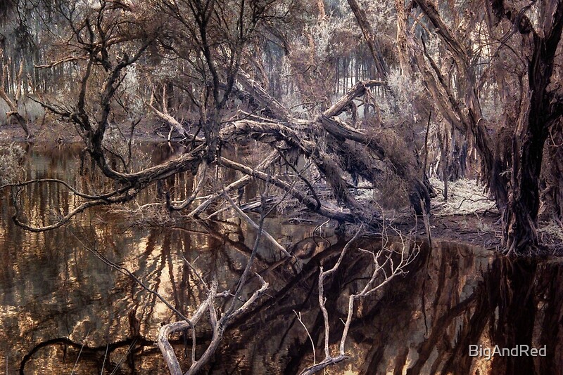 "Spooky swamp IR" by BigAndRed | Redbubble