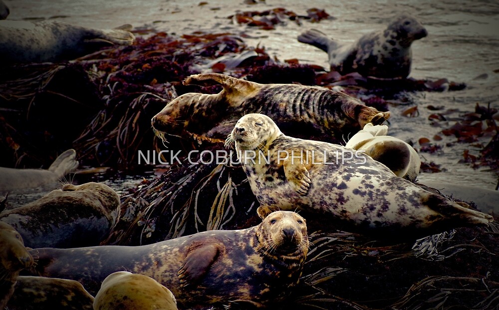 "SLIPPERY WHEN WET" by NICK COBURN PHILLIPS | Redbubble