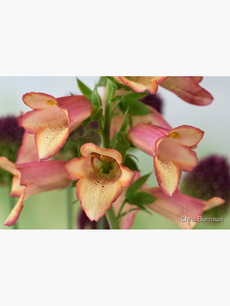 " Digitalis x valinii Illumination Pink = 'Tmdgfp001' Foxglove ...