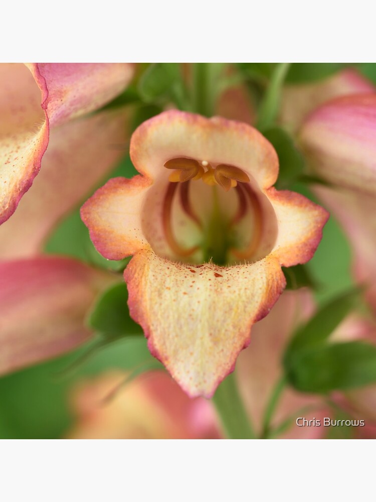 " Digitalis x valinii Beleuchtung Pink = 'Tmdgfp001' Foxglove ...