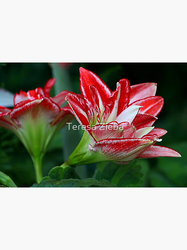 "Amaryllis" Sticker for Sale by tenia115 | Redbubble