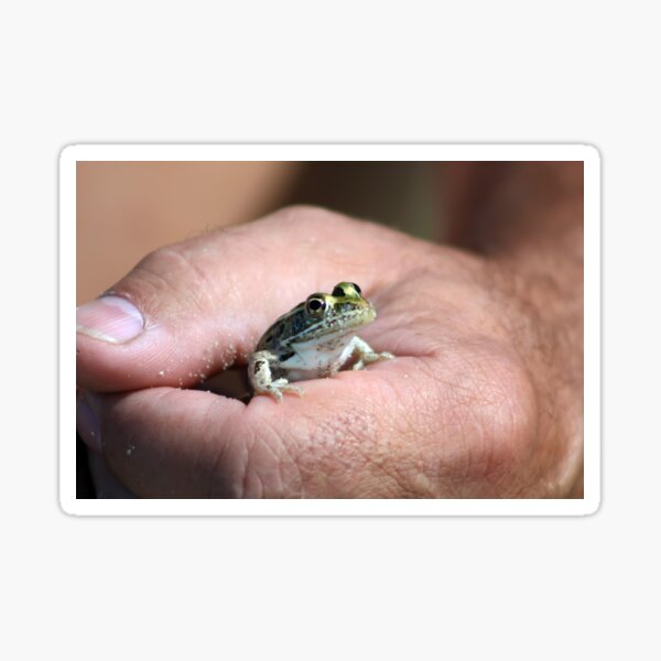 "Adorable Little Froggie" Sticker for Sale by tenia115 | Redbubble