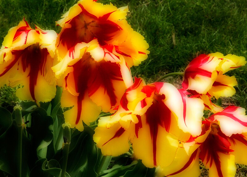 "Firecracker Tulips" by laxwings | Redbubble