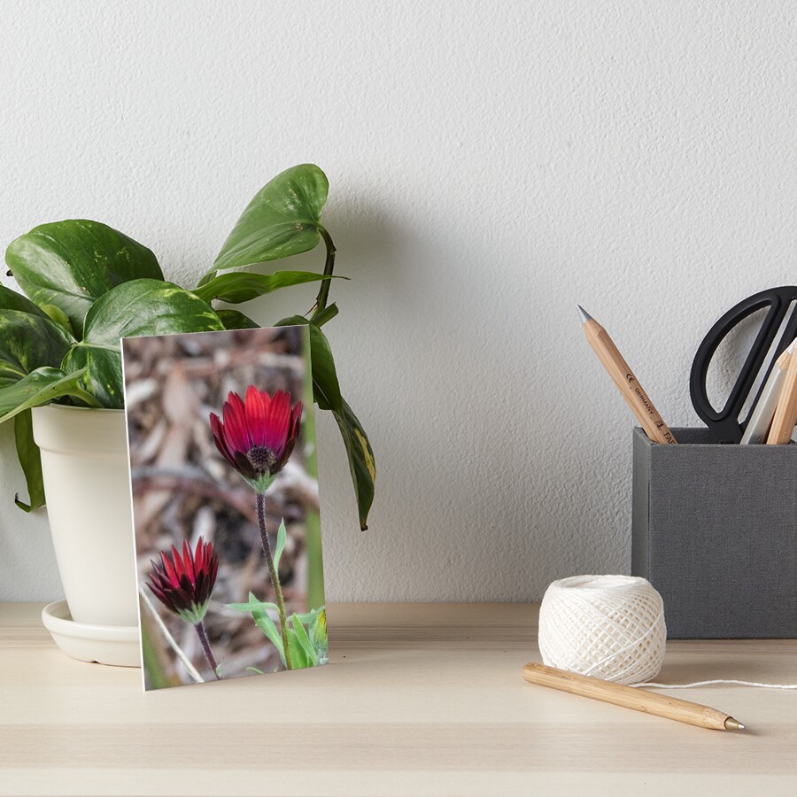 "Dark Red almost black flowers with inner surface of Petal strongly red ...