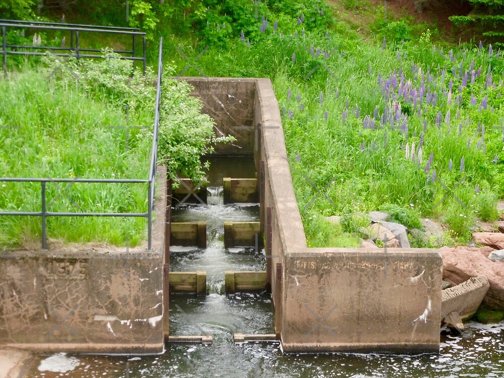 "Scales Pond, Summerside, PEI, Canada" by Shulie1 | Redbubble