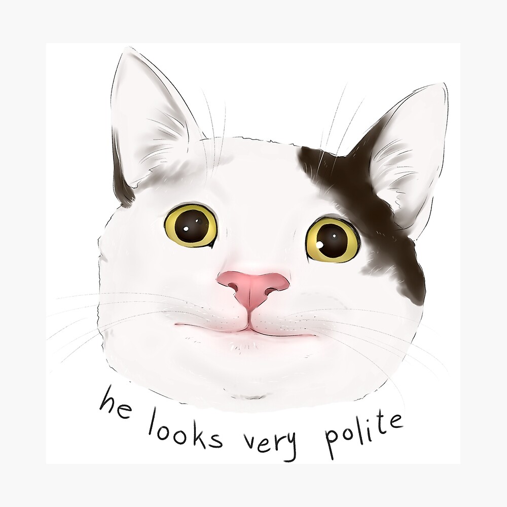 Polite Cat Meme | lupon.gov.ph