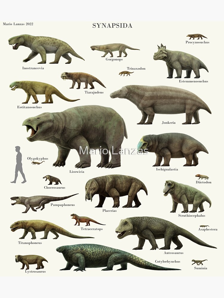 Póster con la obra «Synapsids .stem- mammals (Permian- Triassic ...