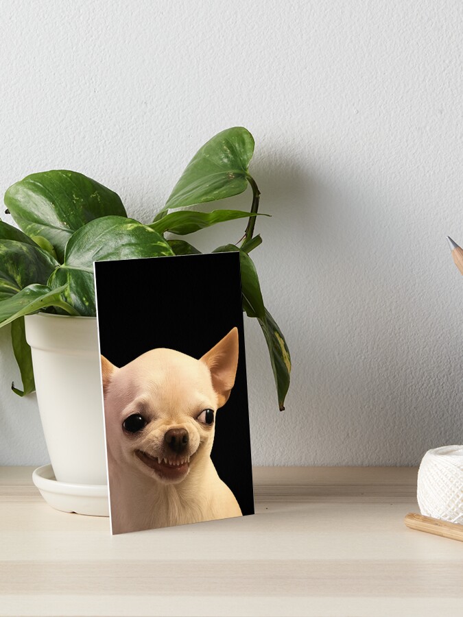 "Funny Chihuahua Meme, Smirking Dog Face, Grinning Chihuahua" Art Board ...