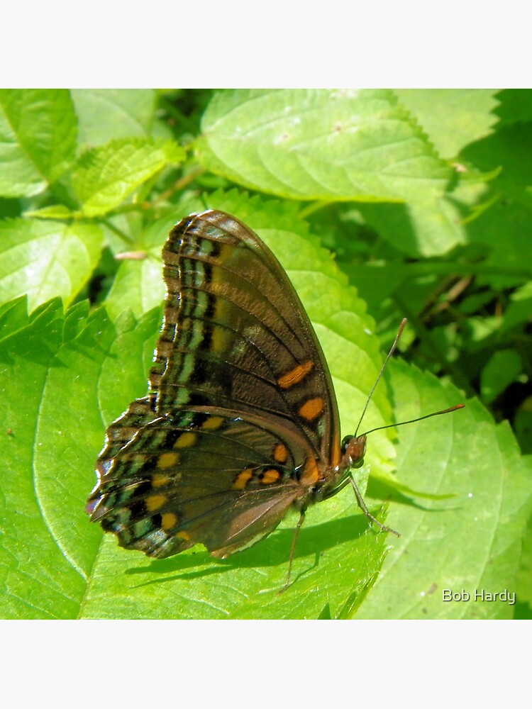 "Brown Butterfly" Sticker by BobHardy | Redbubble