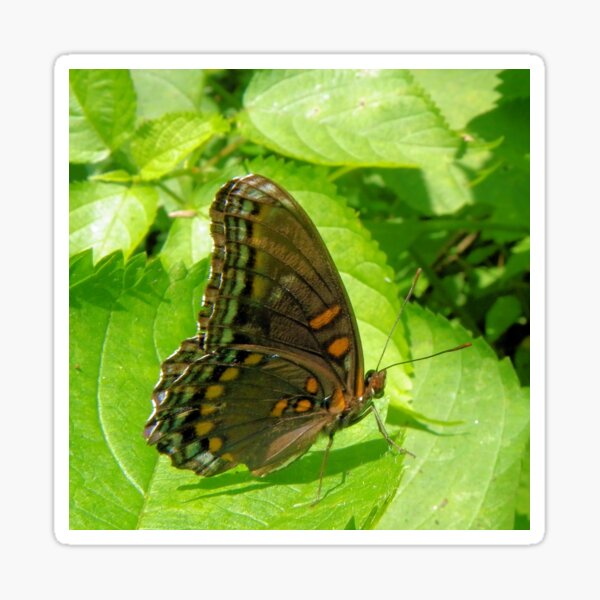 "Brown Butterfly" Sticker by BobHardy | Redbubble