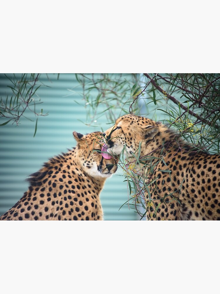 "Cheetah Love" Poster by jdtiger | Redbubble