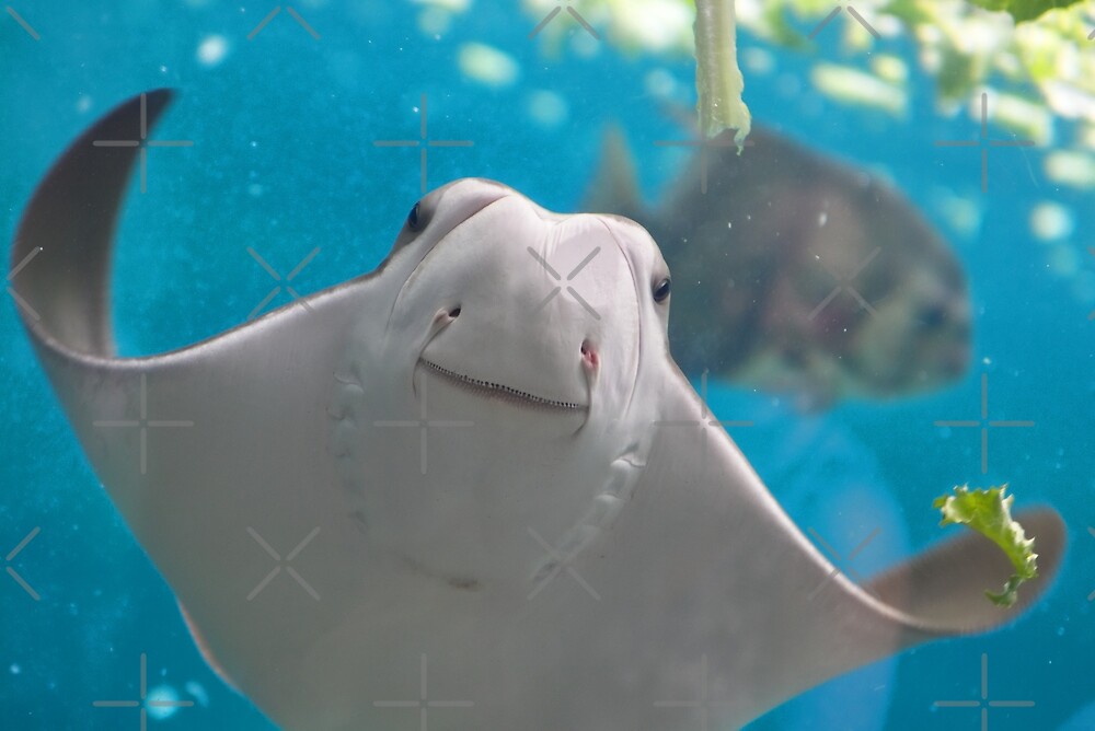 "Smiling Stingray" by Tiffany Bumgardner | Redbubble