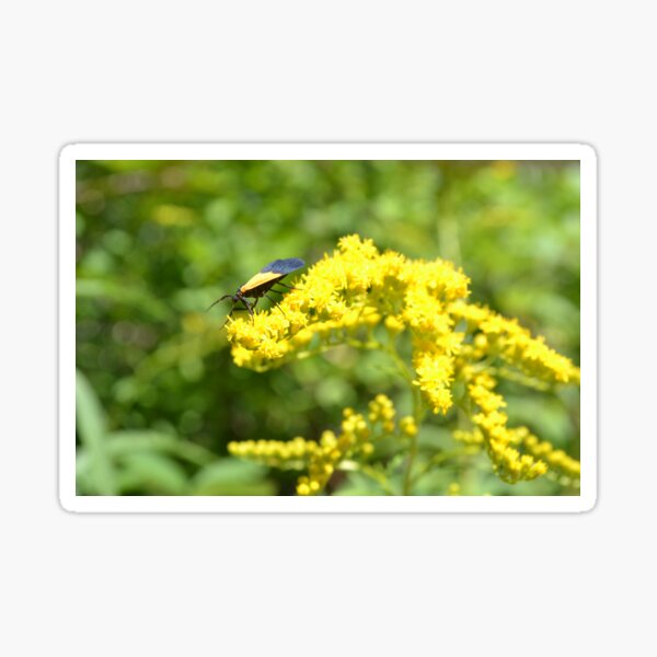"Lichen Moth Resting on Giant Goldenrod from John Boyd Thacher State ...