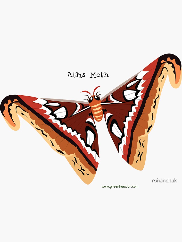 "Atlas Moth" Sticker for Sale by rohanchak | Redbubble