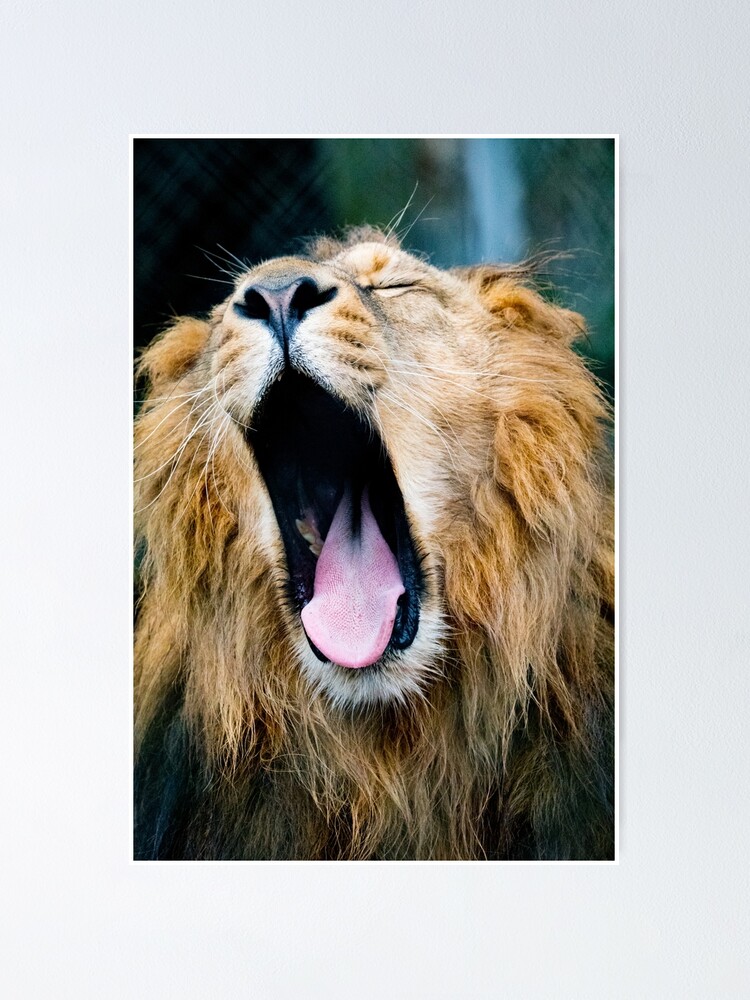 "Lion Yawning " Poster for Sale by Slidingbevel | Redbubble