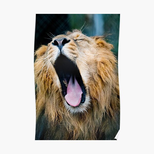 "Lion Yawning " Poster for Sale by Slidingbevel | Redbubble