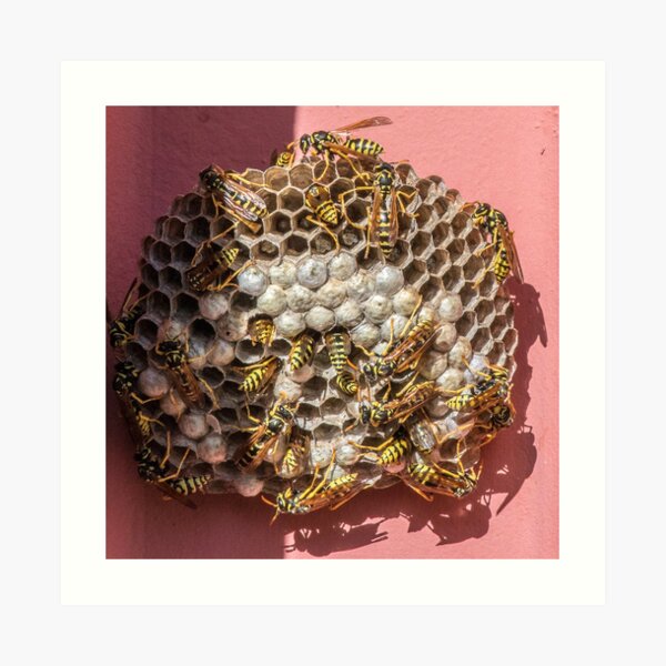 "An Australian Native Paper Wasp - Hive" Art Print for Sale by DPalmer ...