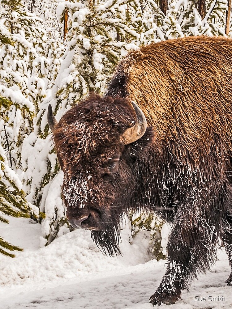 "Scary Bison (Bison bison) or Buffalo" iPhone Case for Sale by mtsue ...