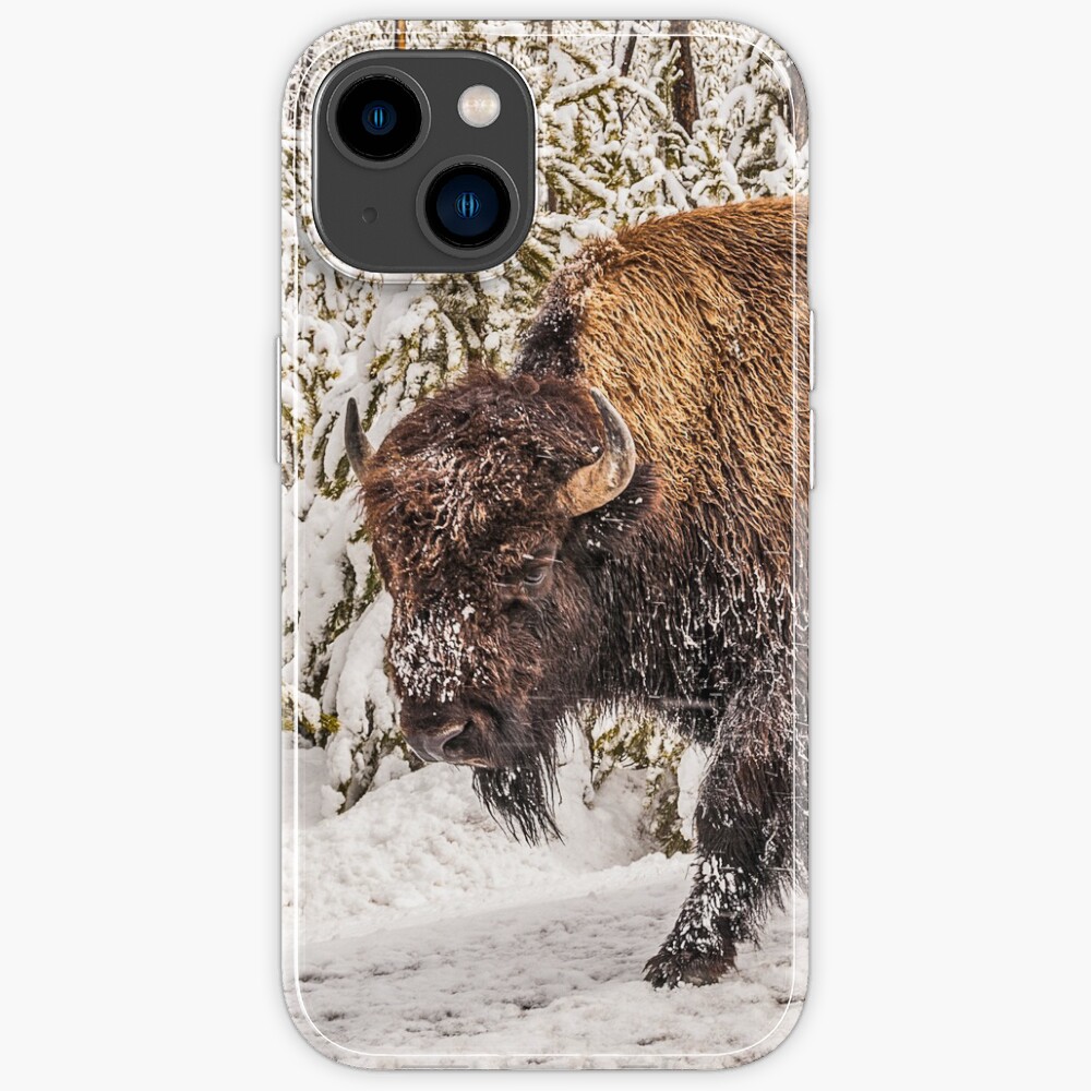 "Scary Bison (Bison bison) or Buffalo" iPhone Case for Sale by mtsue ...